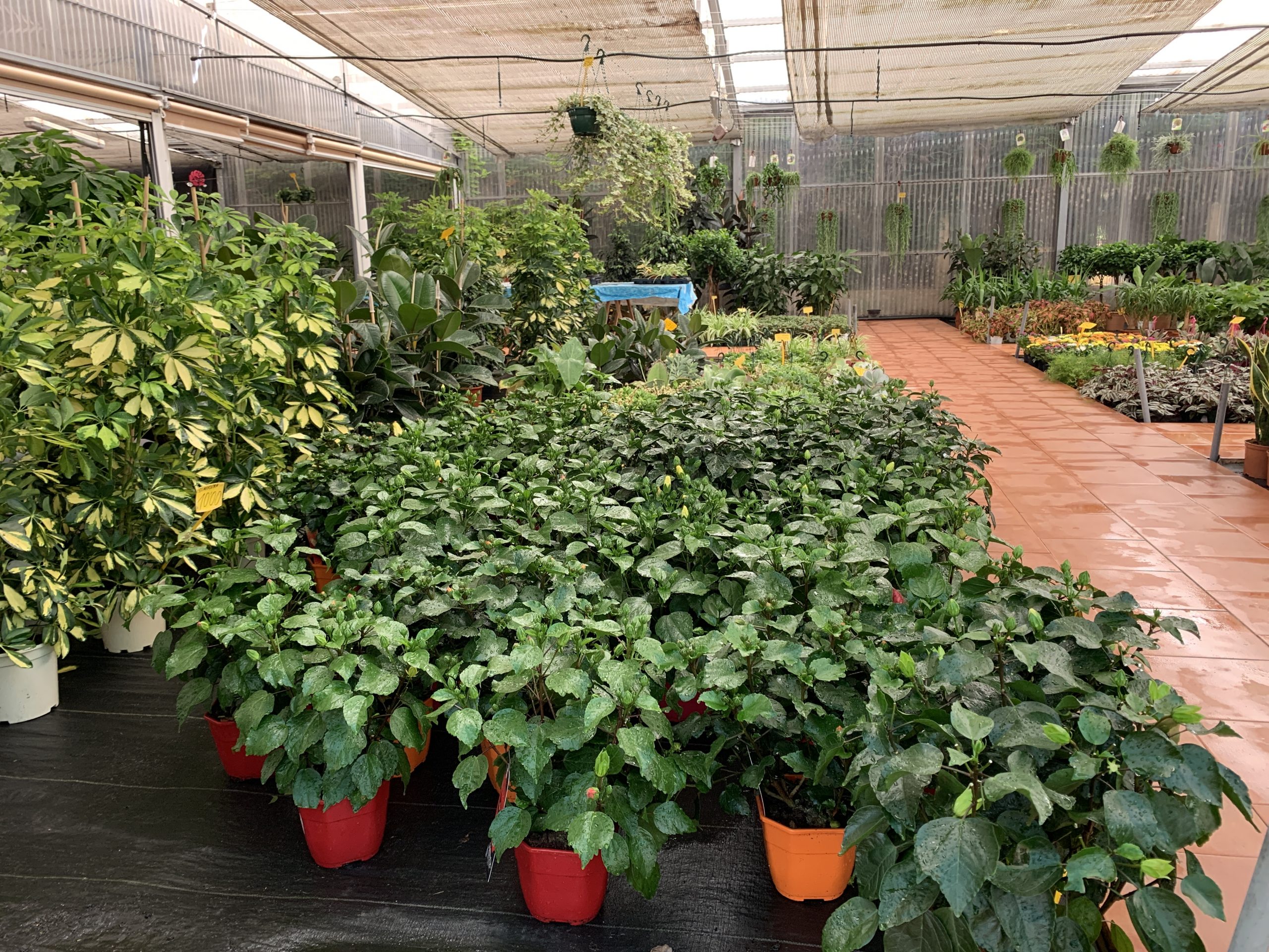 Plantas interior - Viveros Orts